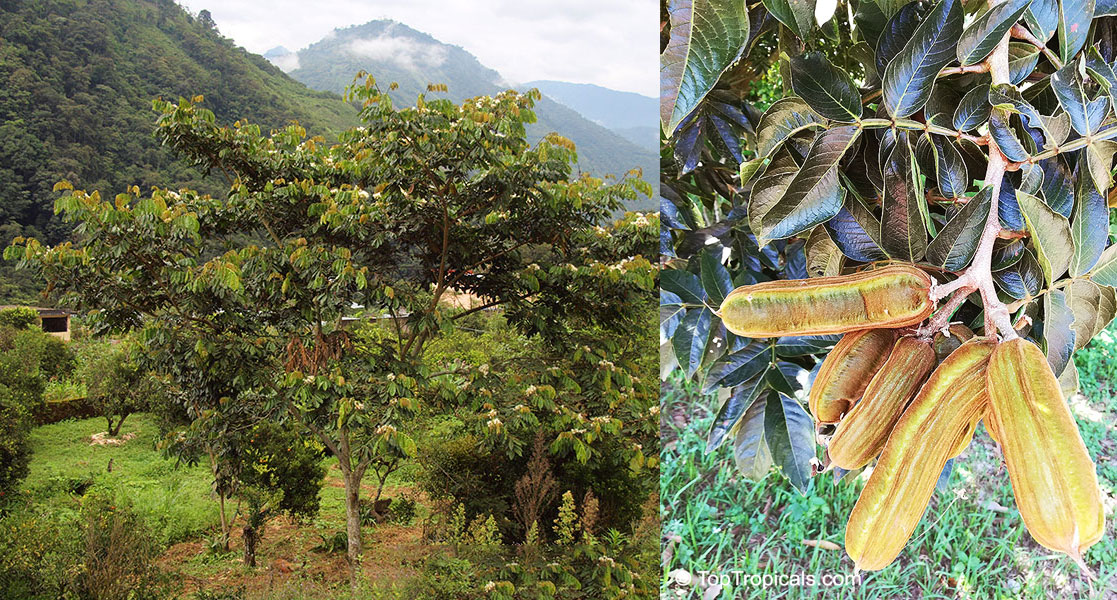 Ice Cream Bean Tree Machete (Inga Spectabilis) - Top Tropicals